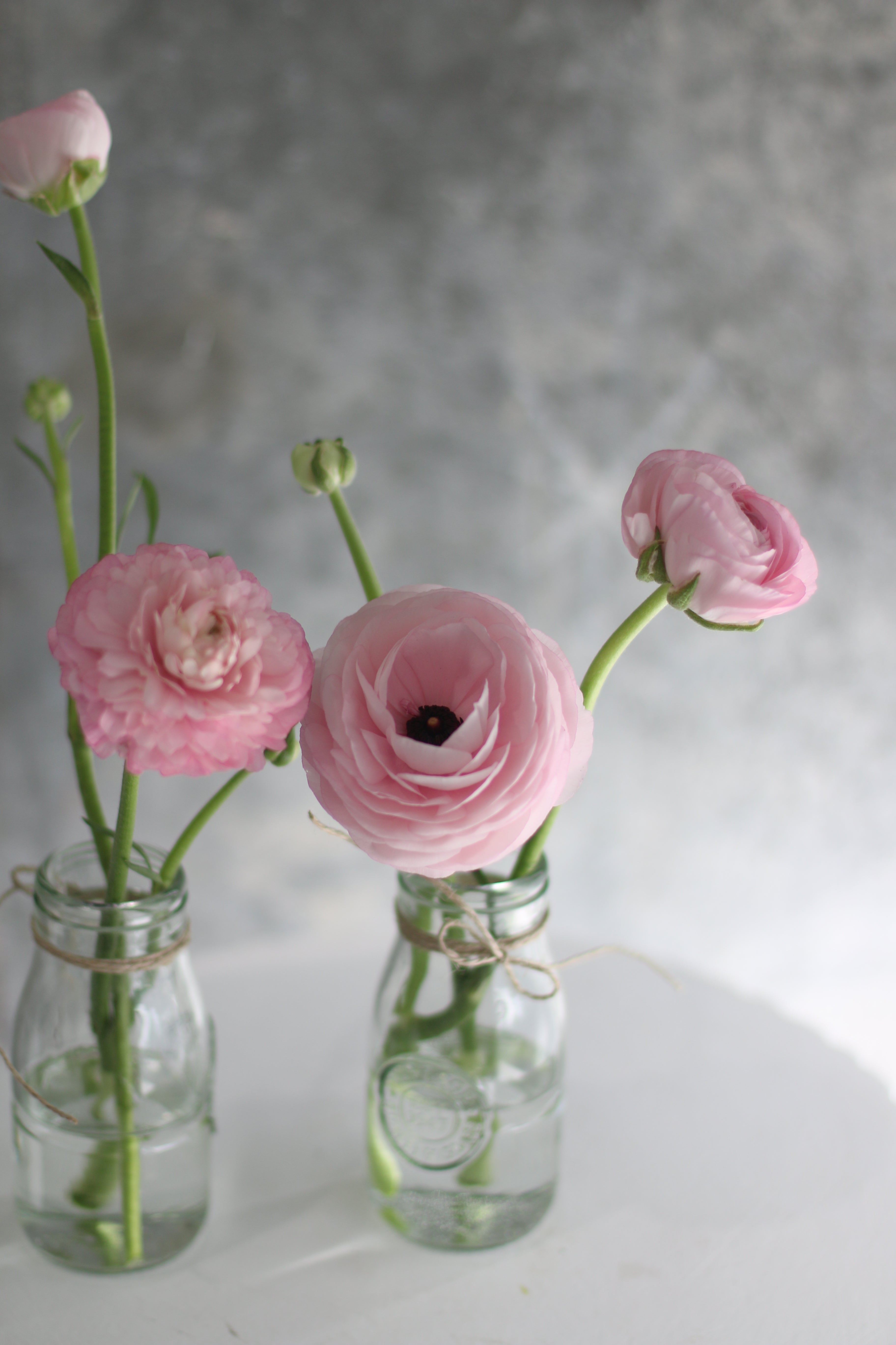 Seasonal Flowers in Melbourne – What’s in Bloom in August and Septembe ...