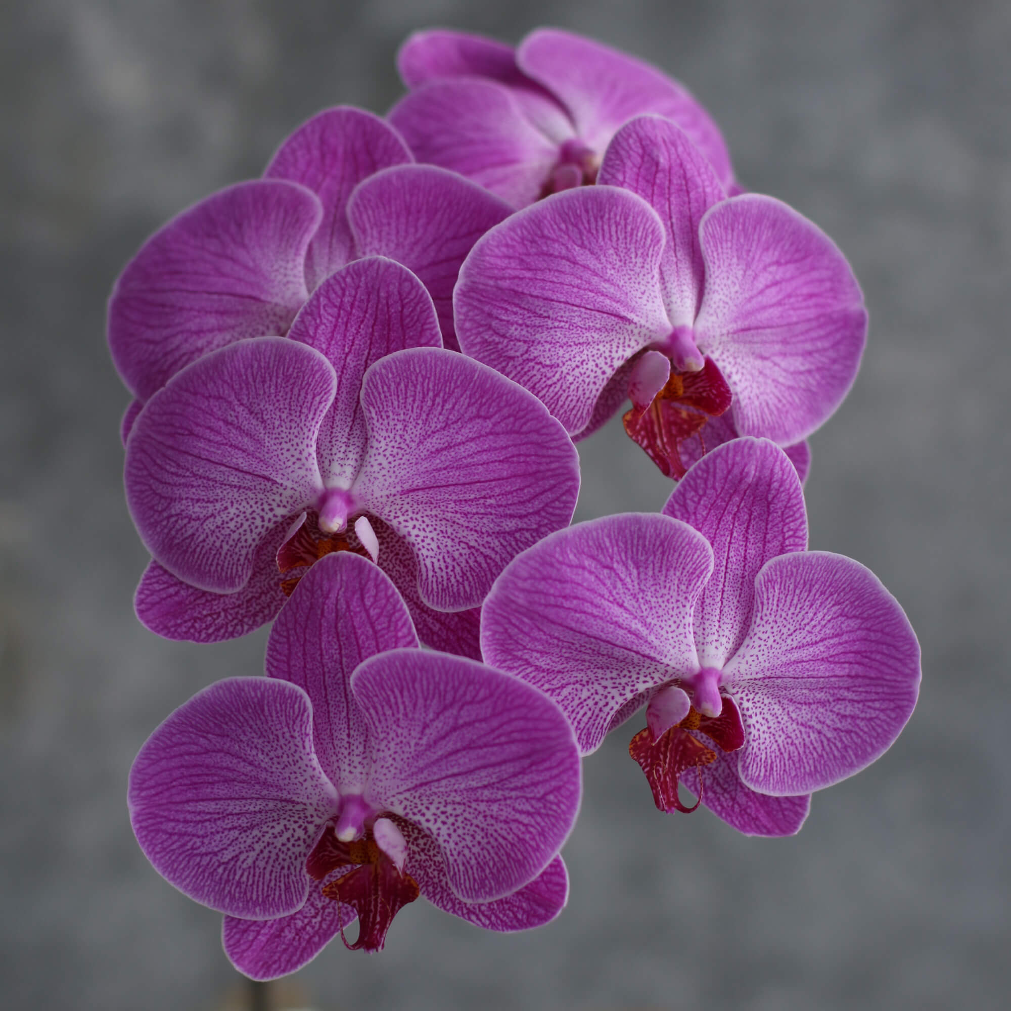 Online Flower Delivery Melbourne, Same Day Delivery – BOUQUET Melbourne